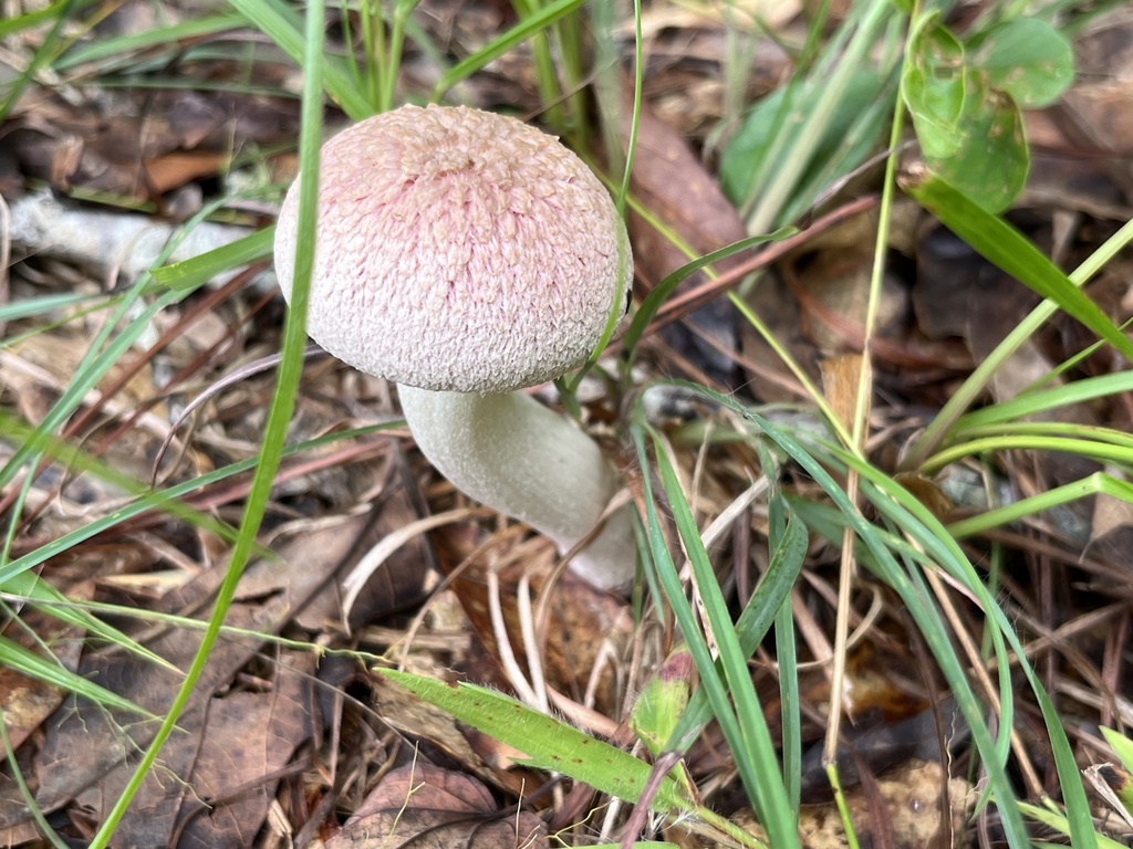 Pineapple Bolete from Jeffersonville, GA, US on July 13, 2022 at 03:22 ...