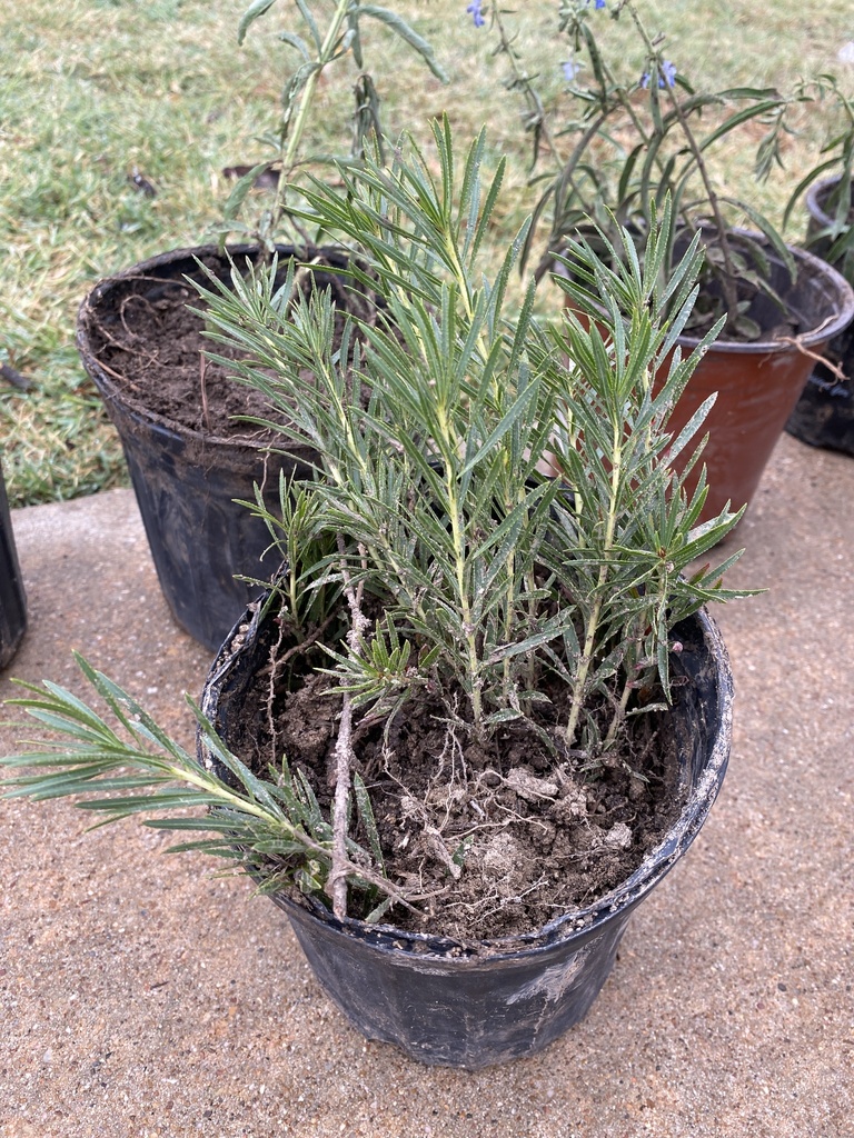 Texas Stillingia from County Road 1019, Burleson, TX, US on October 24 ...