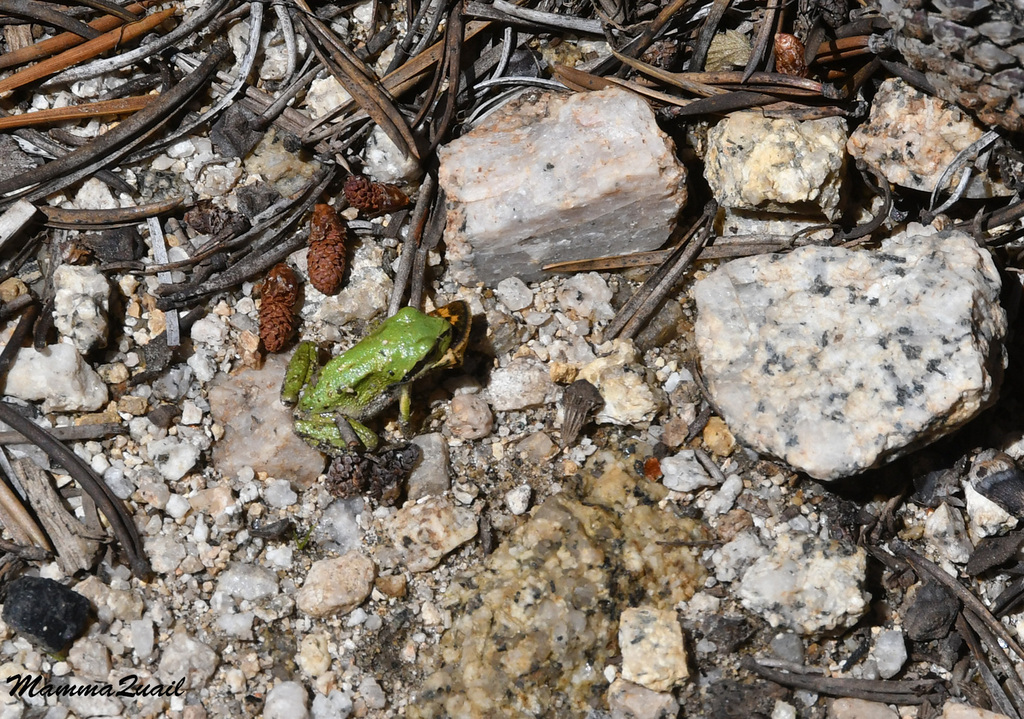 Sierran Tree Frog from Tulare County, CA, USA on August 31, 2022 at 12: ...