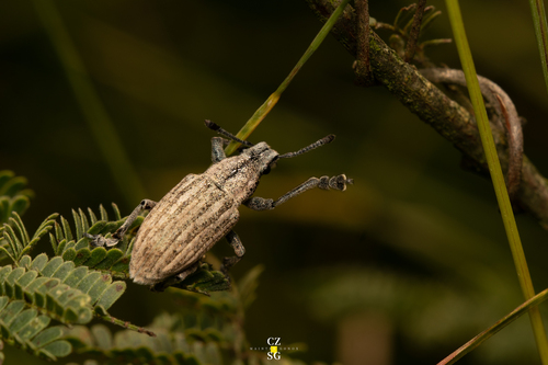 Ericydeus viridans · iNaturalist