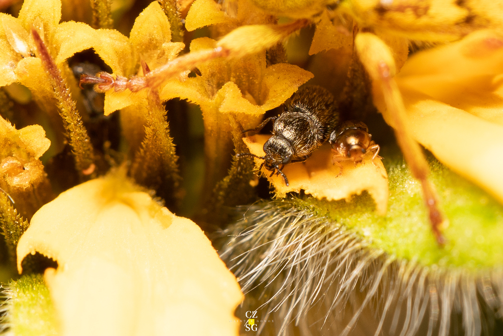Diachus from Zumpango, Méx., México on October 15, 2022 at 05:07 PM by ...