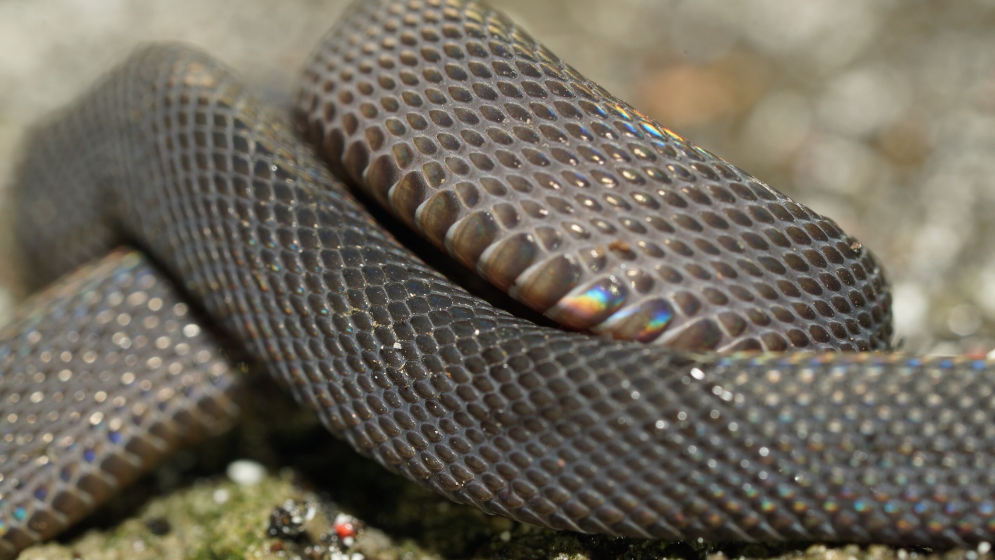 Achalinus formosanus Boulenger, 1908