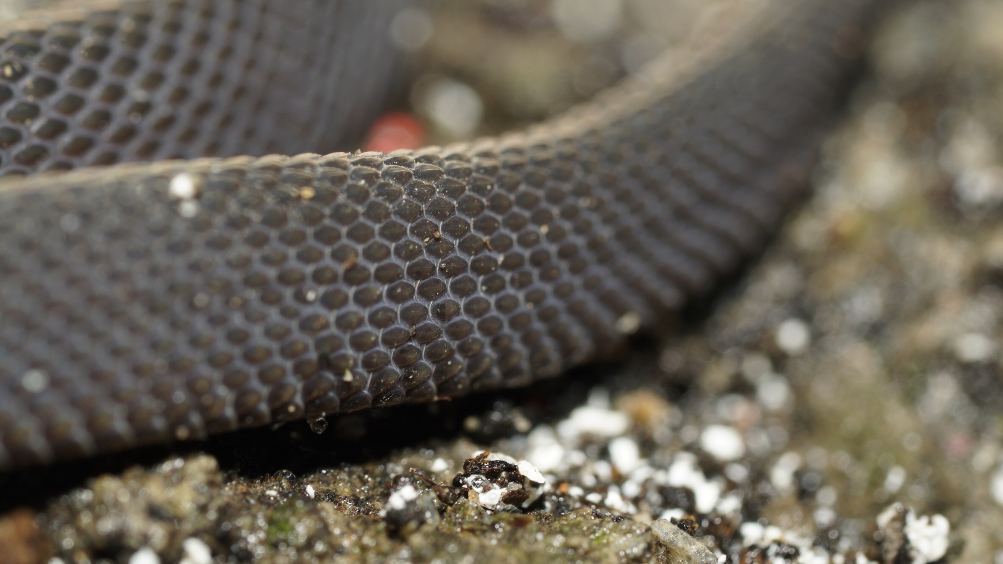 Achalinus formosanus Boulenger, 1908