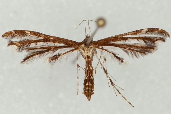 Capperia from 952 S 11th W, Salt Lake City, UT 84104, USA on July 27 ...