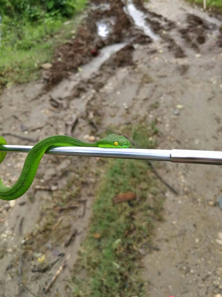 Nabang Pitviper in July 2018 by 通通 · iNaturalist