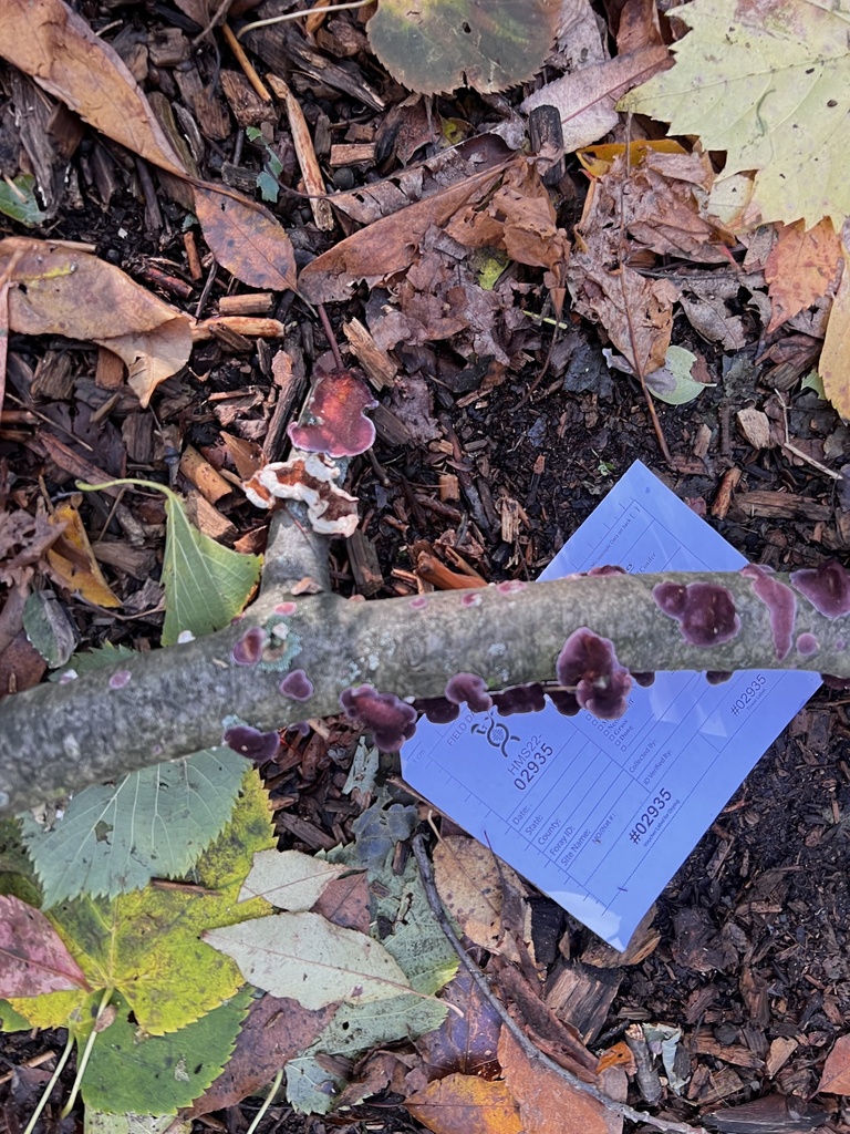 Trichaptum subchartaceum from Elkhart, IN, US on October 19, 2022 at 04 ...