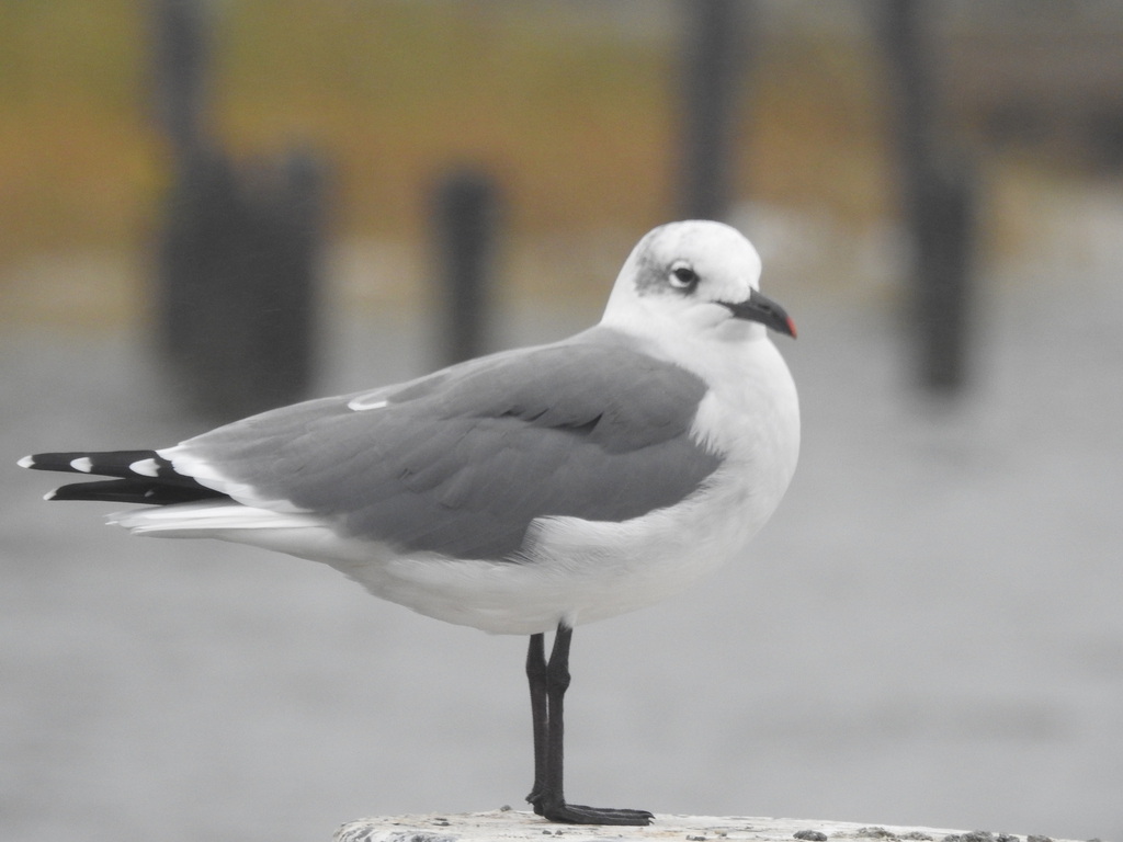 Laughing Gull from Mt Vernon, MD 21853, USA on October 24, 2022 at 10: ...