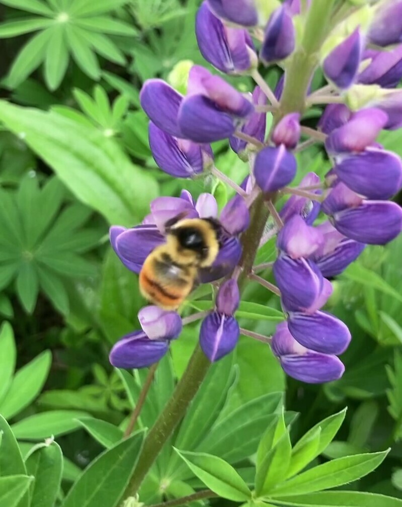 Red-belted Bumble Bee from Douglasdale, Calgary, AB T2Z, Canada on June ...