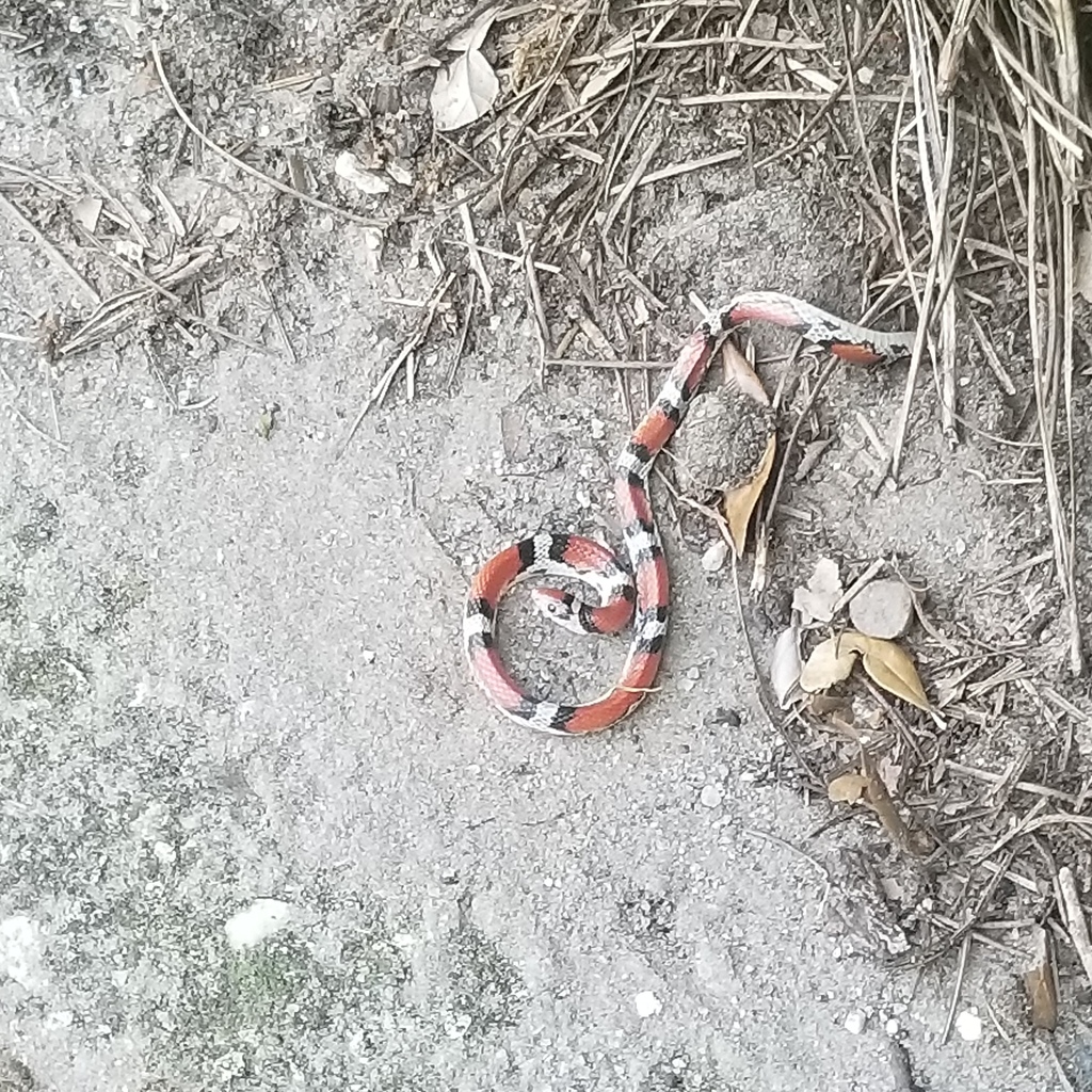 Gimkit - live learning game show