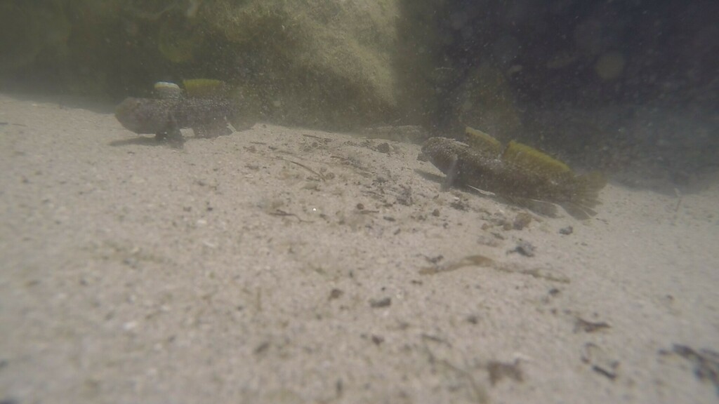 Dusky Frillgoby from Lockhart QLD 4892, Australia on October 22, 2022 ...