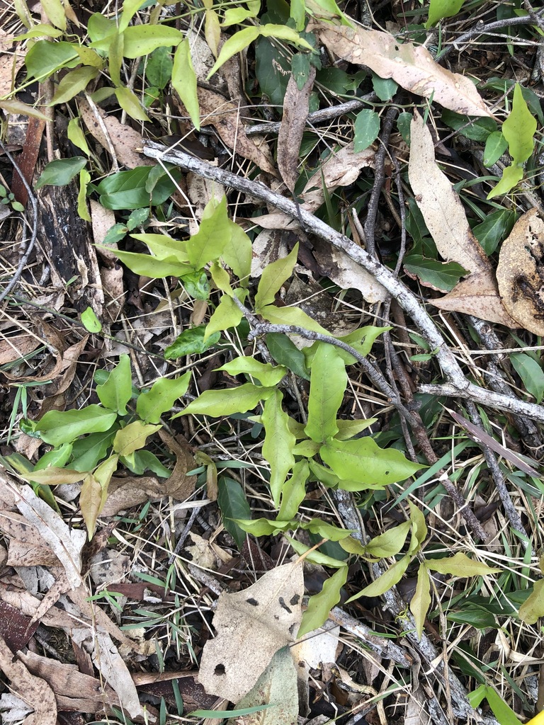 Catclaw vine in October 2022 by Ian Parsons · iNaturalist