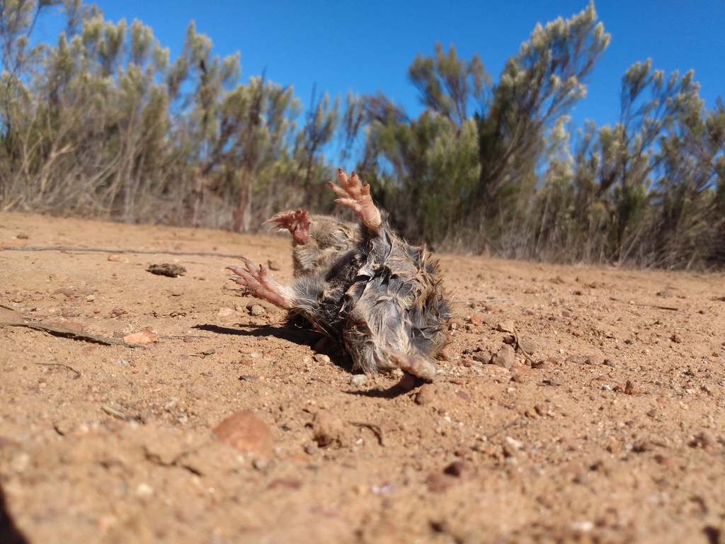 Botta's Pocket Gopher from Jamul, CA, USA on October 24, 2022 at 01:35 ...