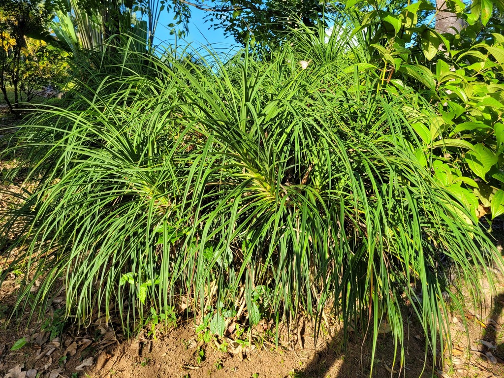 (Pandanus pygmaeus) - Botanical Realm