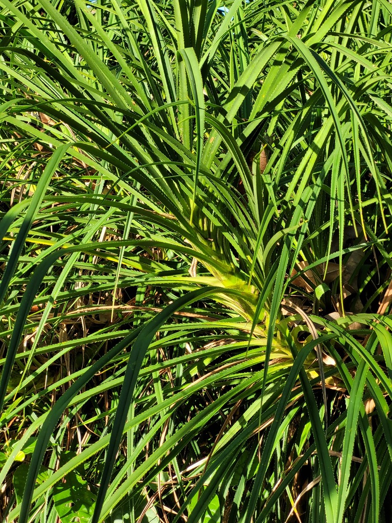 (Pandanus pygmaeus) - Botanical Realm
