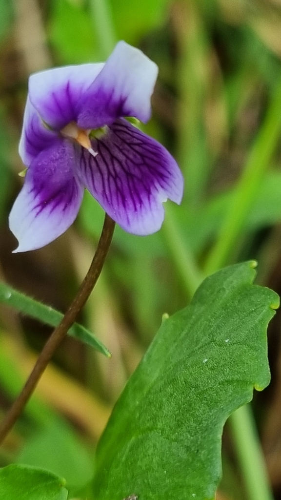 Ivy Leaved Violet from Upwey VIC 3158, Australia on October 25, 2022 at ...