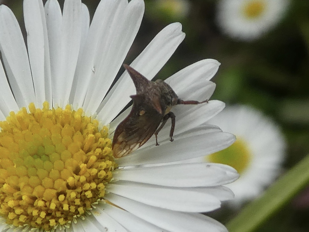 Tri-horned treehopper from Melbourne VIC, Australia on October 23, 2022 ...