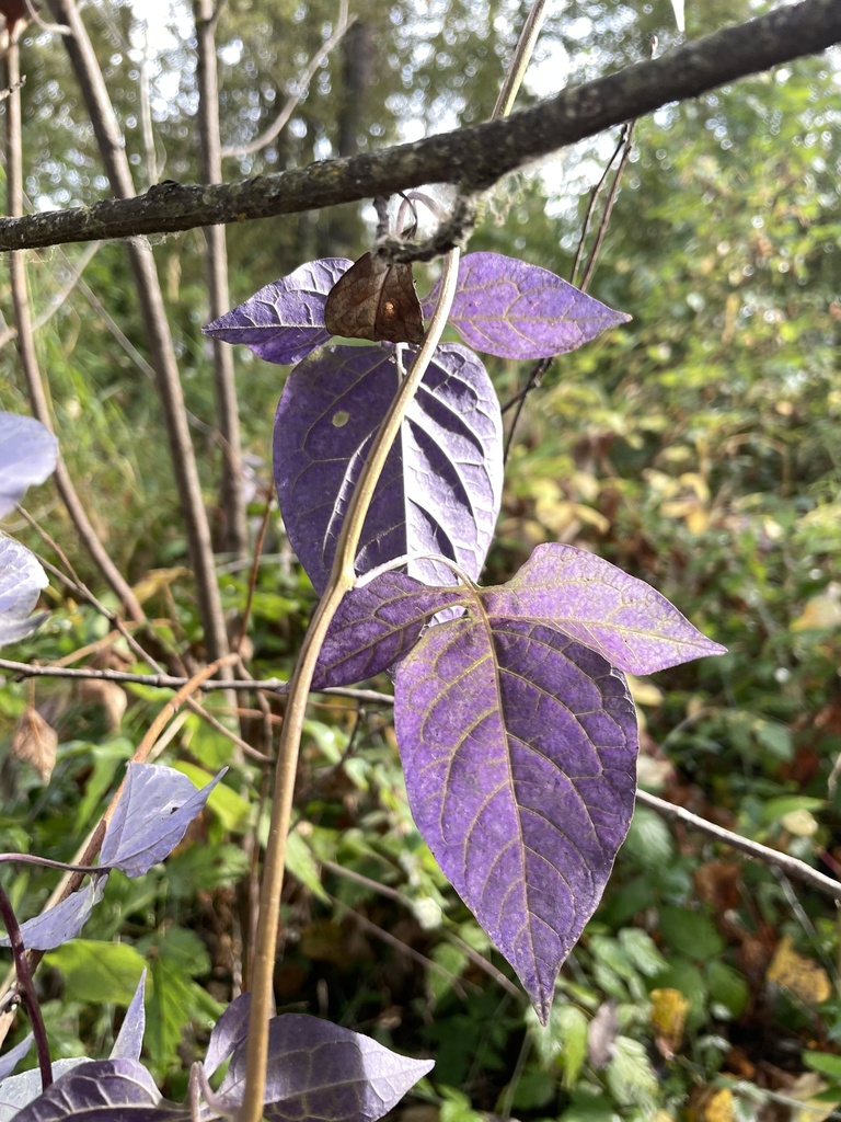 bittersweet nightshade from Harvest Landing, Springfield, OR, US on ...