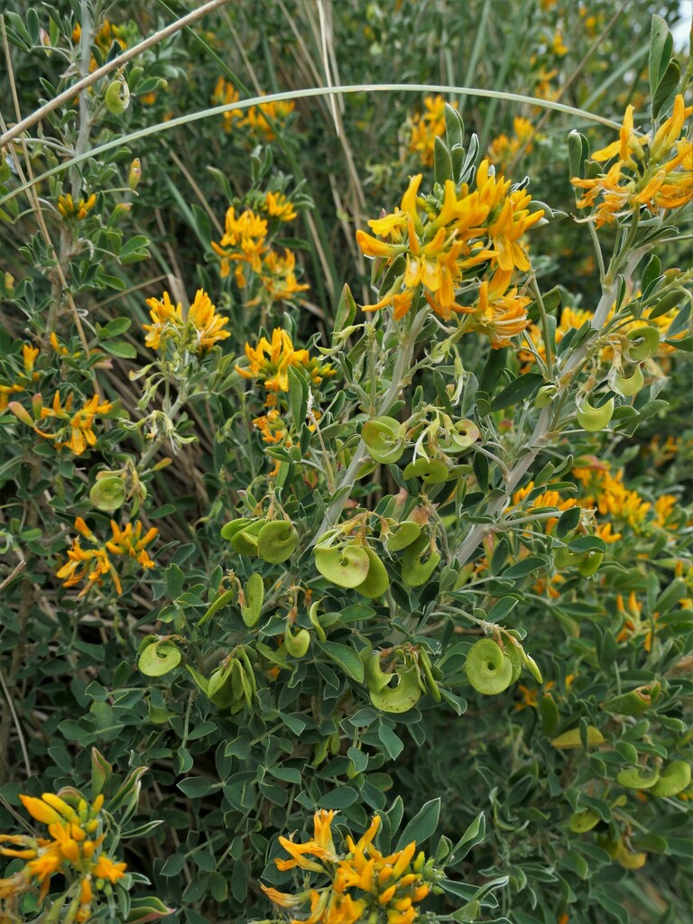 tree medick from Eastbourne, Lower Hutt 5013, New Zealand on October 25 ...