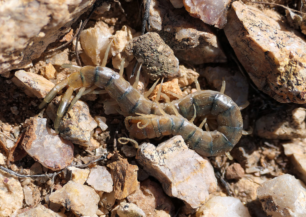 Common Desert Centipede from Kirkland, AZ, US on October 24, 2022 at 01 ...