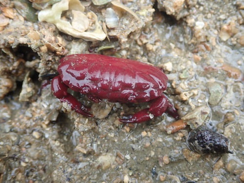 Liomera venosa · iNaturalist