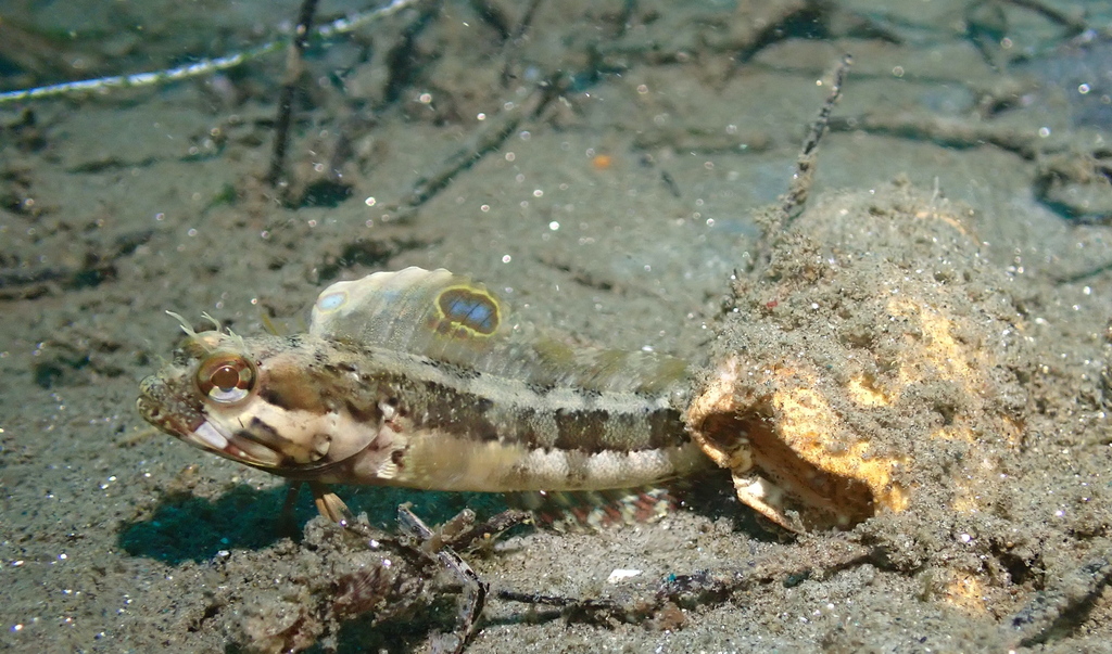Sarcastic Fringehead from Vallecitos Point, La Jolla Submarine Canyon ...