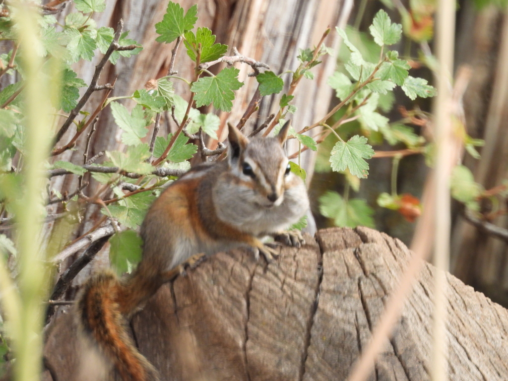 Western Chipmunks from 1800 Upper Canyon Rd, Santa Fe, NM 87505, USA on ...