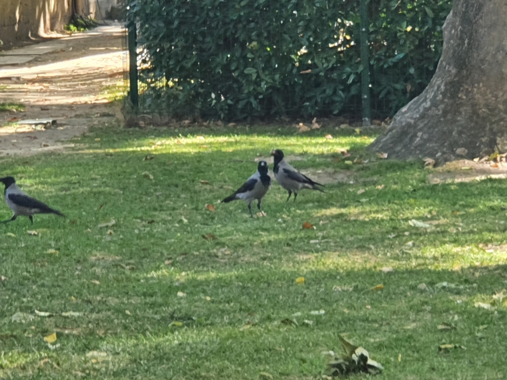 Hooded Crow from Location: 41.005987, 28.977120 on October 24, 2022 at ...