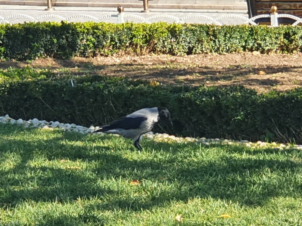 Hooded Crow from Location: 41.007265, 28.977705 on October 24, 2022 at ...