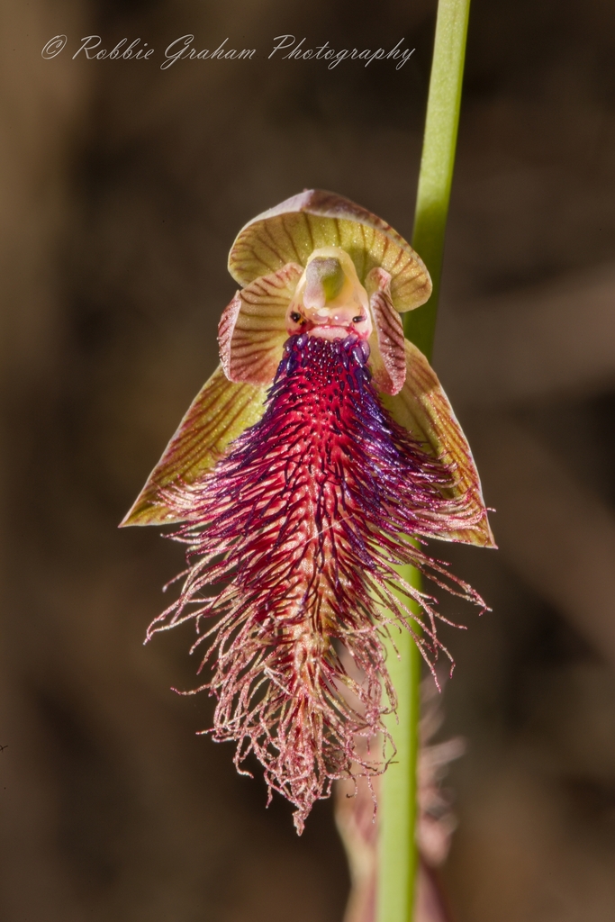 Purple Beard Orchid in October 2022 by Robbie Graham · iNaturalist