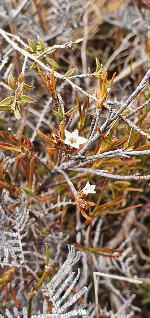 Dracophyllum densum in October 2022 by Chris Ecroyd · iNaturalist