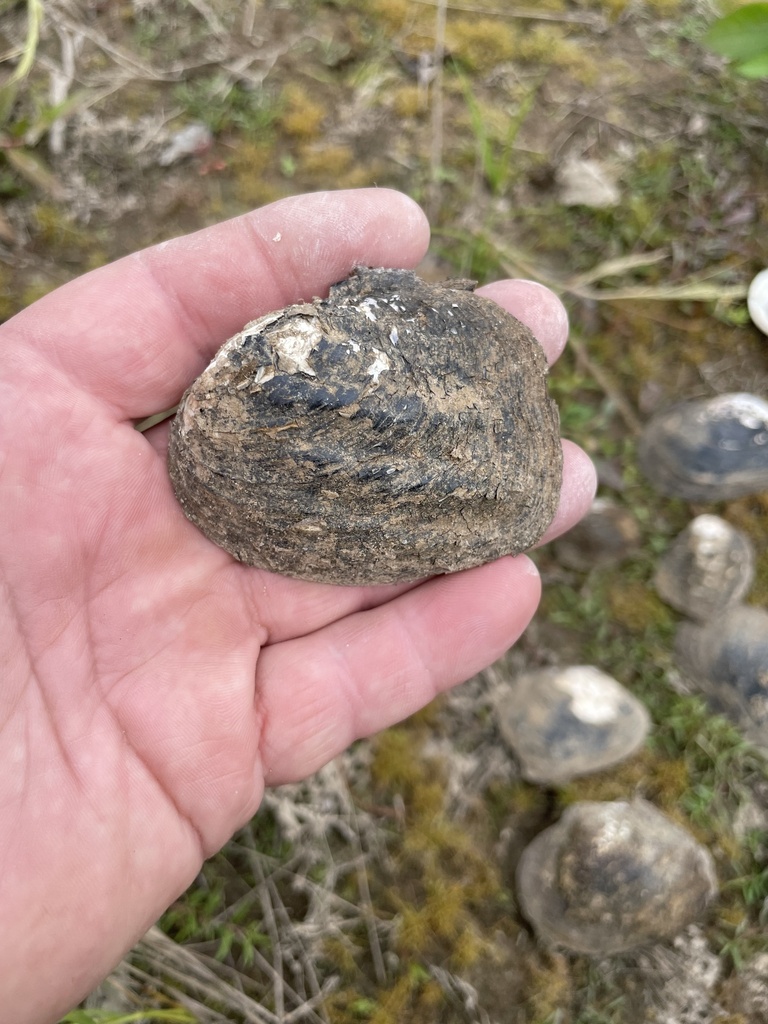 Three-ridge Mussel from Calcasieu River, Iowa, LA, US on October 24 ...