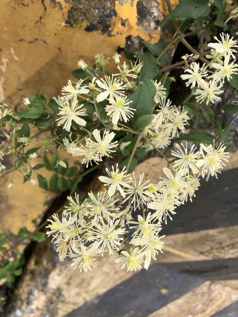 Clematis peterae lishanensis from 中興路一段, 和平區, TW on October 9, 2022 at ...