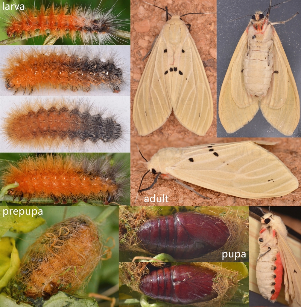 Spilarctia nydia from 中国广东省佛山市高明区合水桫椤自然保护区 on October 25, 2022 by ...