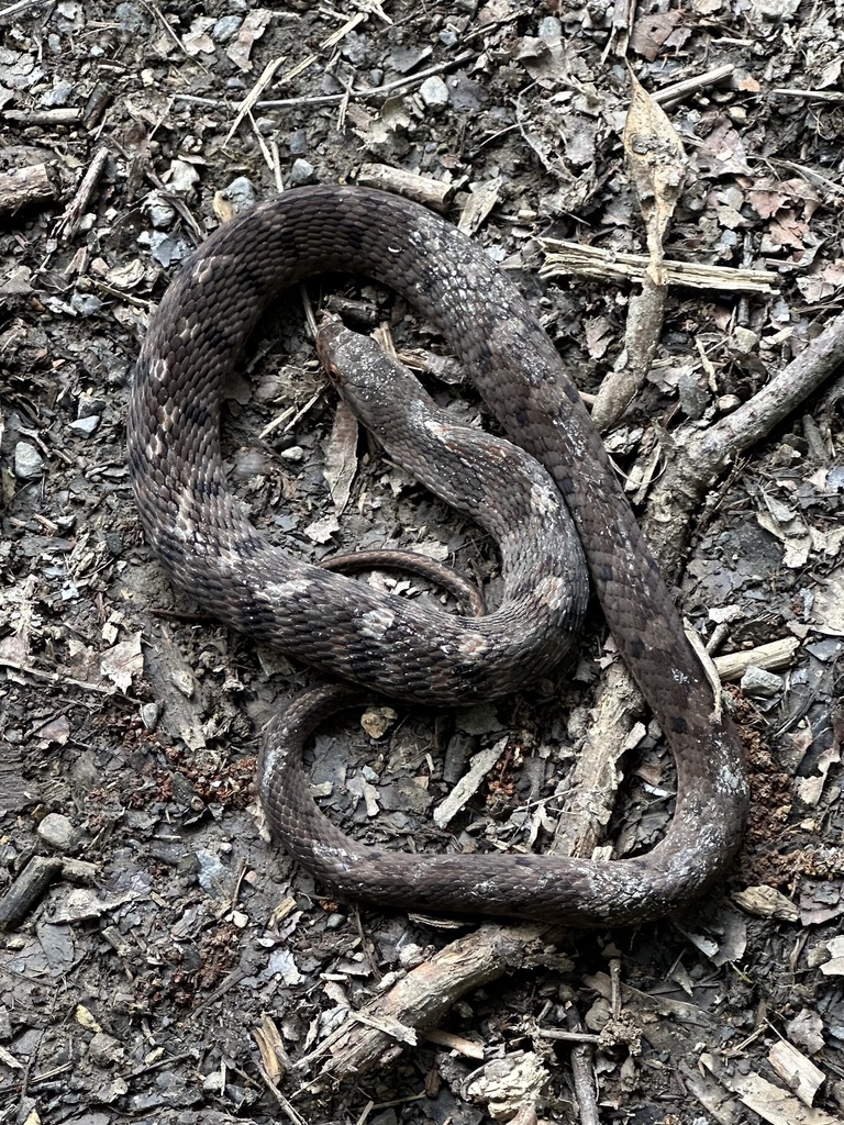 Stejneger's Bamboo Snake from 雪霸國家公園, 泰安鄉, TW on October 25, 2022 at 12 ...