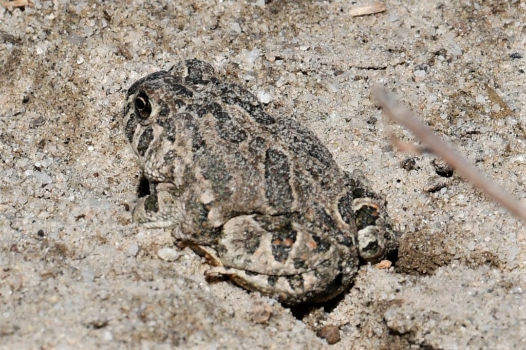 Great Plains Toad from Willcox, AZ, US on October 24, 2022 at 11:20 AM ...