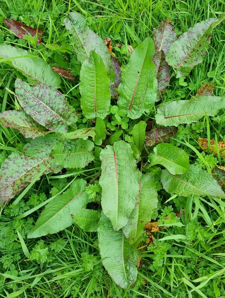 Red Dock Spot from Kokatahi, New Zealand on October 24, 2022 at 03:54 ...