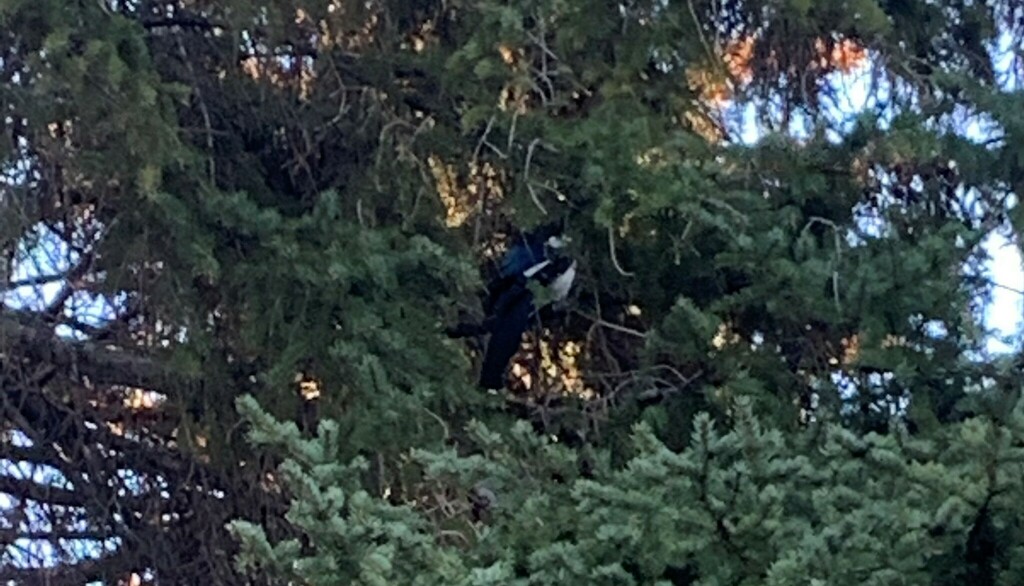 Black-billed Magpie from Northwest Calgary, Calgary, AB, Canada on ...