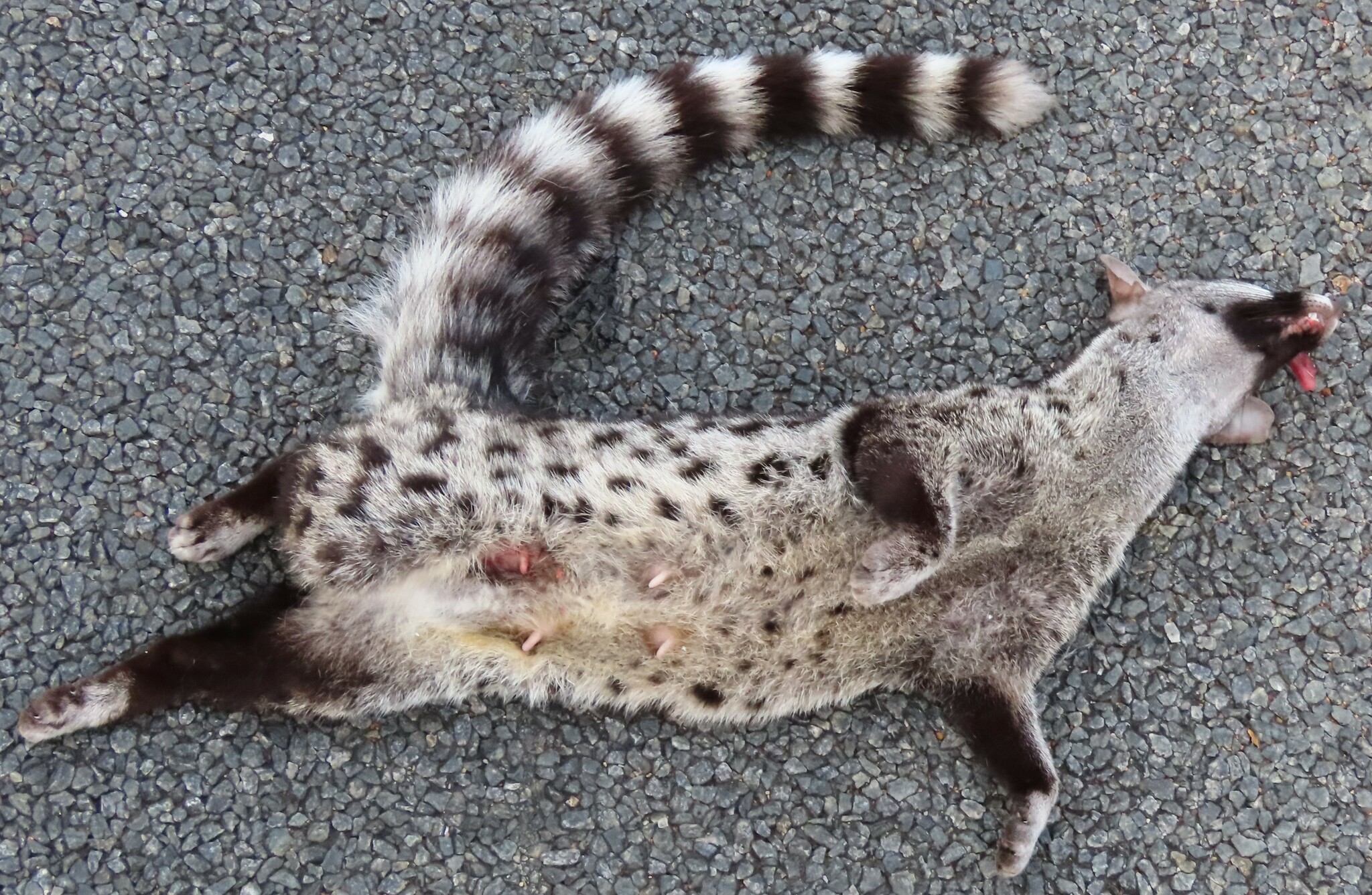 Genetta genetta felina (Thunberg, 1811)