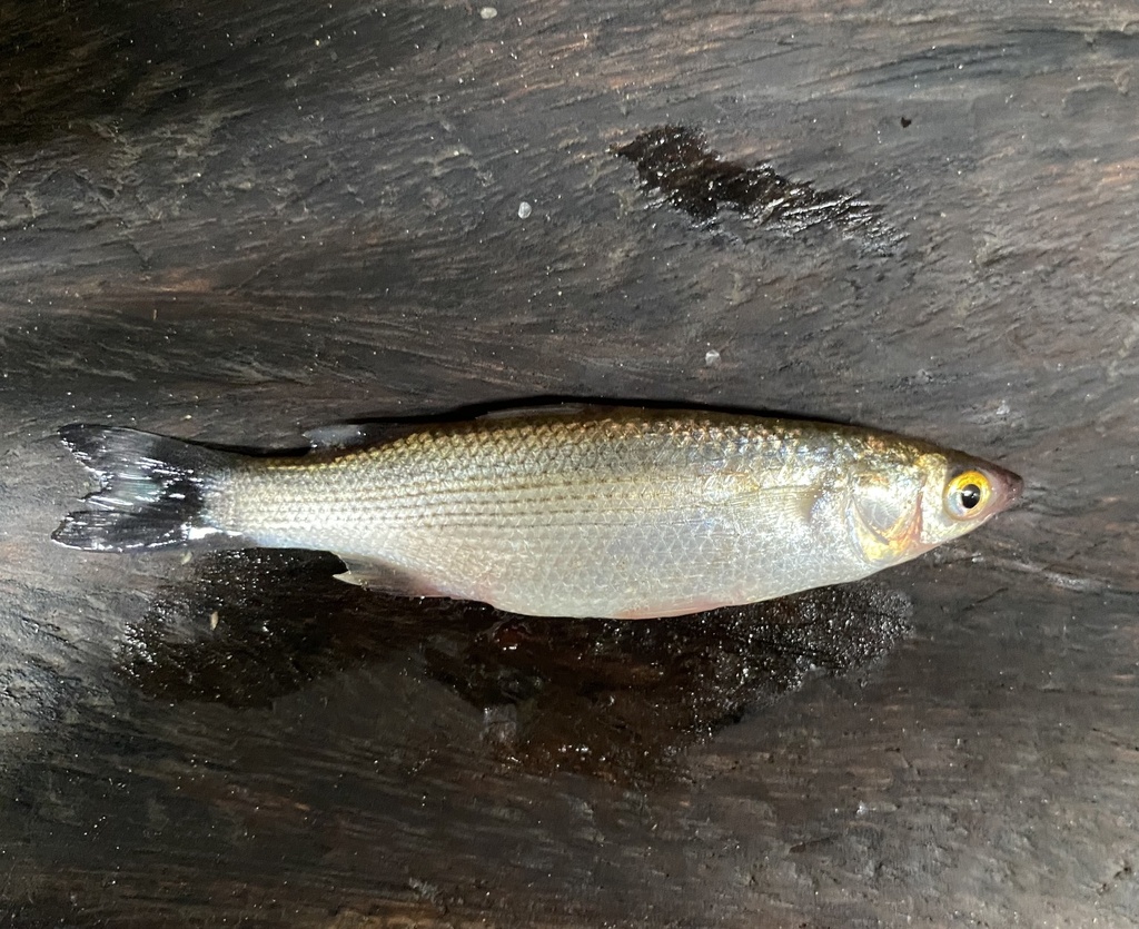 Burmese Mullet (Sicamugil hamiltonii) - Marine Life Identification