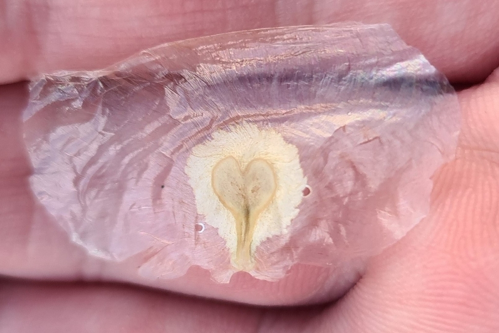 Monkey's comb in October 2022 by Auradyme · iNaturalist