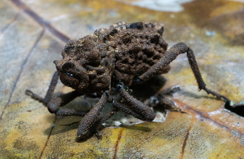 Poropterus carinicollis · iNaturalist