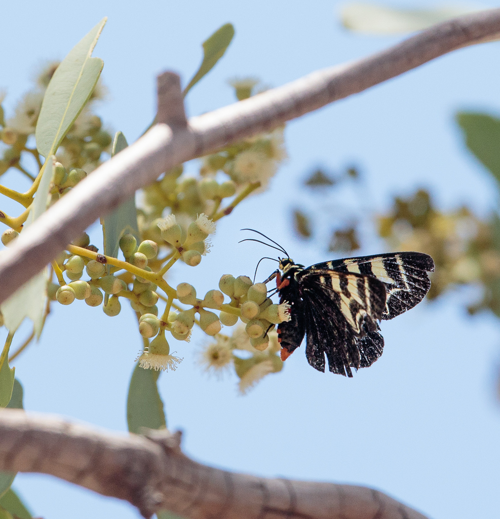 Mistletoe Moth in December 2020 by Jacob Crisp · iNaturalist