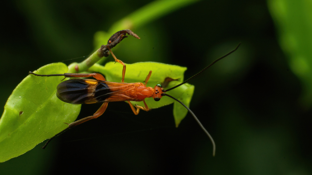 Cremnops desertor from Kanchipuram, Tamil Nadu, India on October 24 ...
