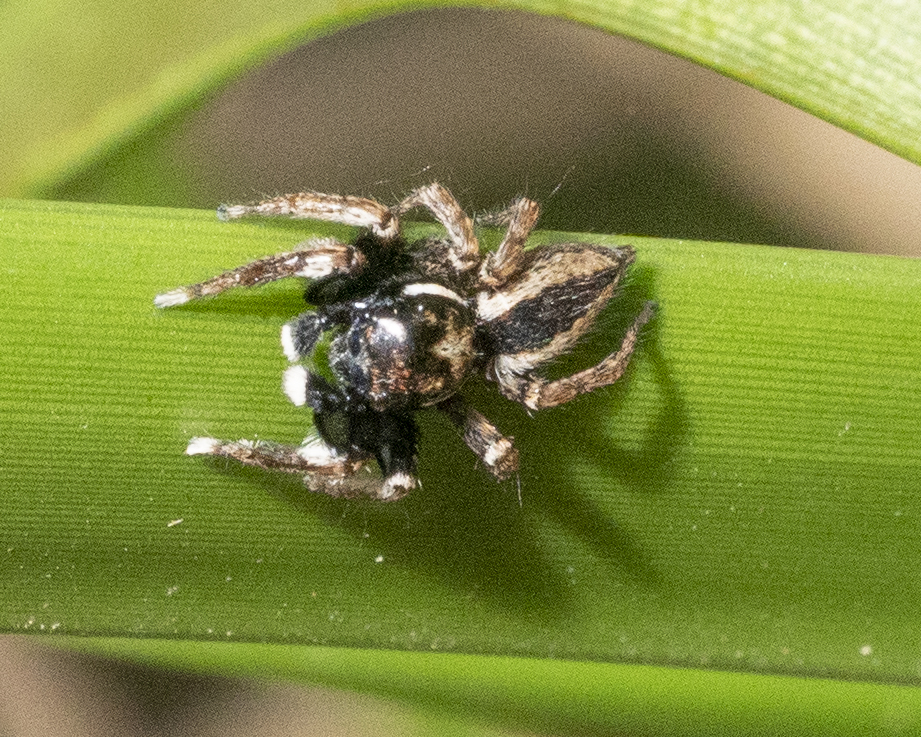 Frost's Jumping Spider from Beaumaris VIC, Australia on October 16 ...