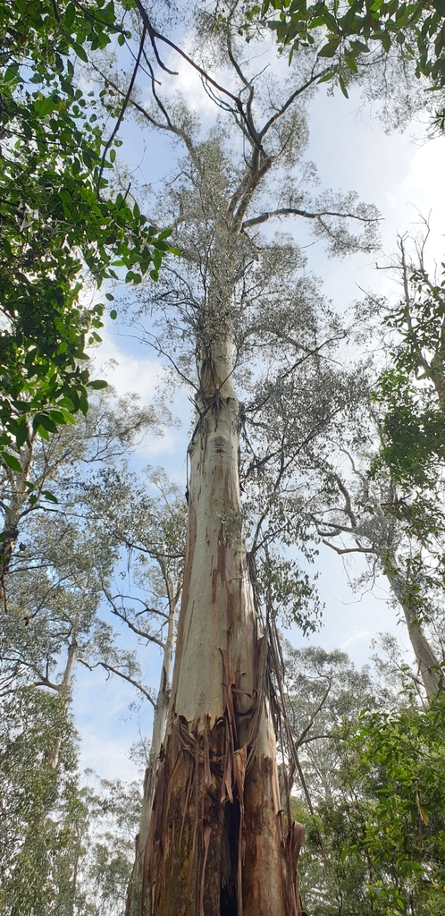 Australian Mountain Ash from Gembrook Rd/Redwood Rd, Gembrook VIC 3783 ...