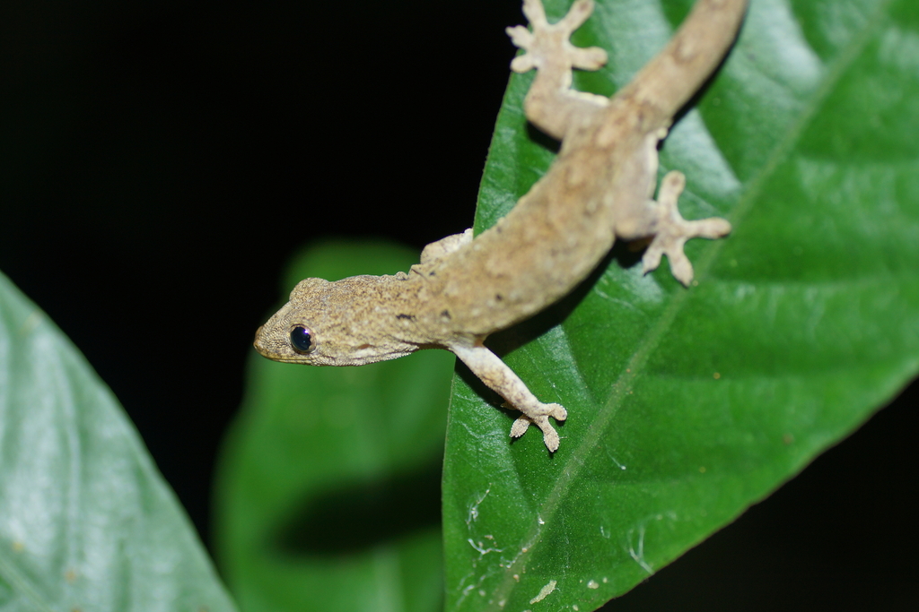 Lombok Scaly-toed Gecko from Sumbawa Regency, West Nusa Tenggara ...