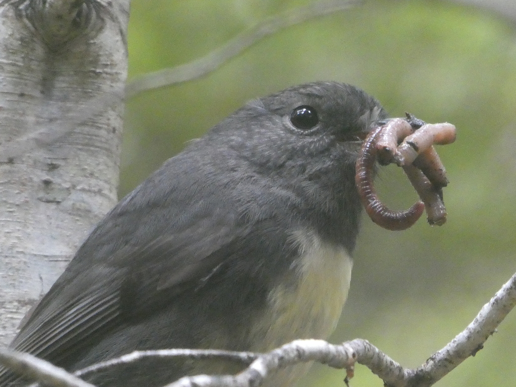 Mainland South Island Robin from Travers River, Tasman 7072, New ...
