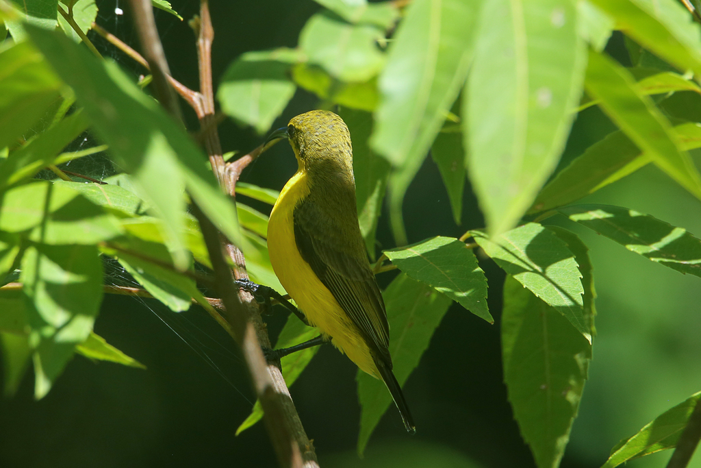 Sahul Sunbird from Keatings Lagoon Conservation Park, Cooktown QLD ...