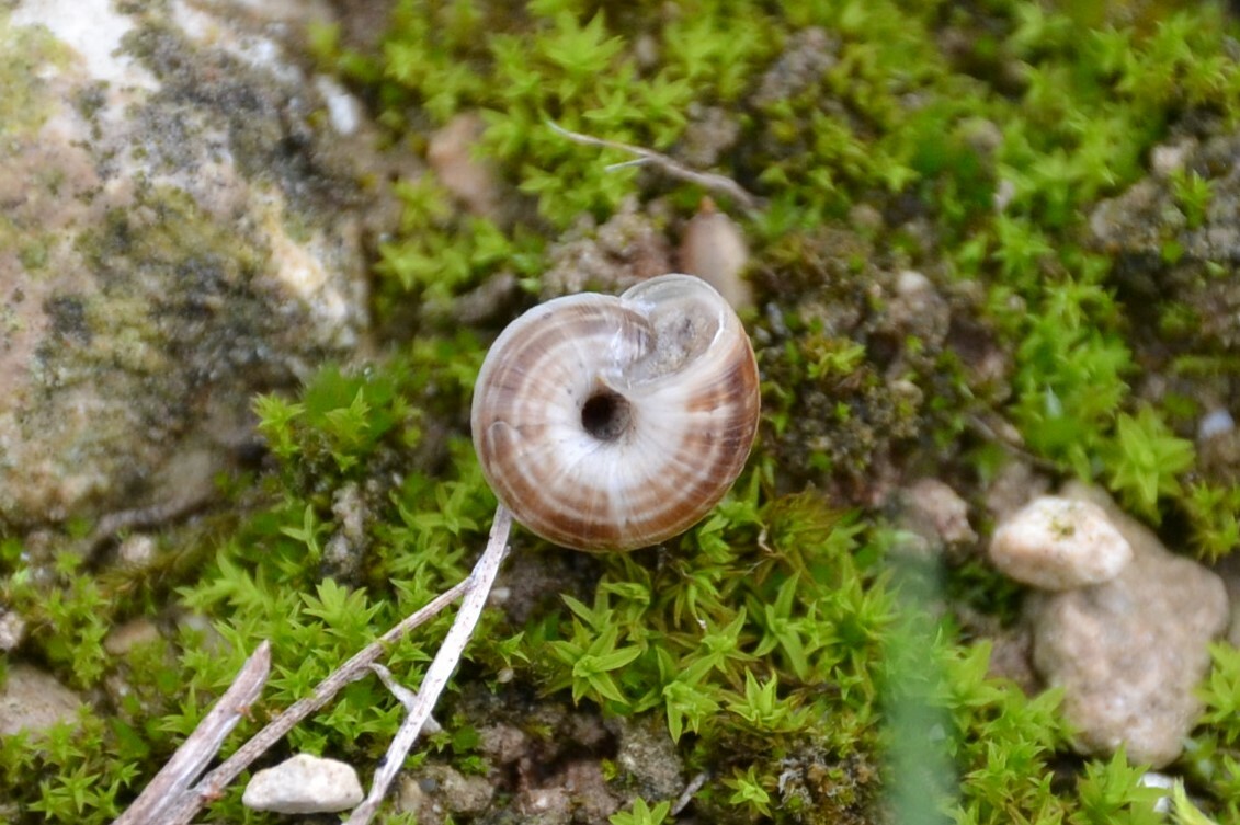 Candidula unifasciata (Poiret, 1801)