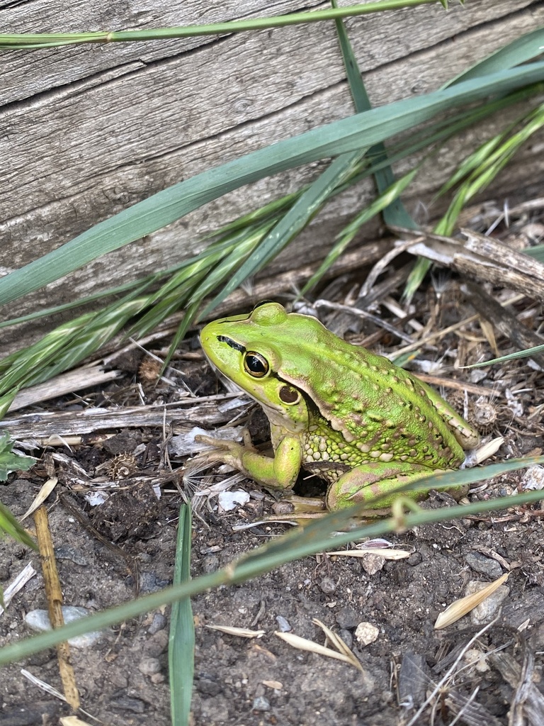 Southern Bell Frog in March 2022 by the_tulip_tickler · iNaturalist